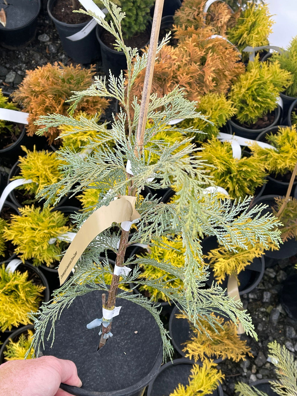 Buy Chamaecyparis lawsoniana 'Snow Queen' Lawson Cypress — Mr Maple ...