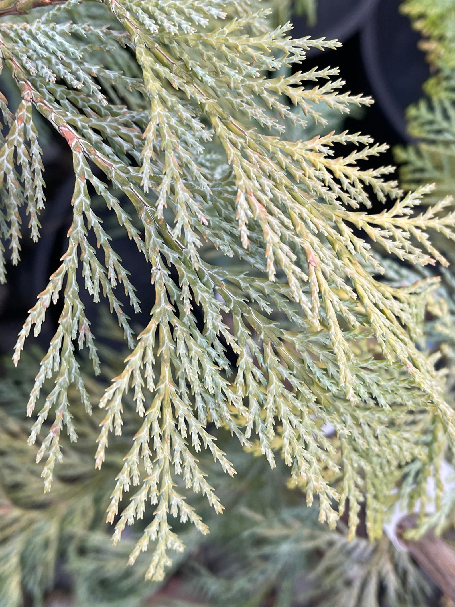 Buy Chamaecyparis lawsoniana 'Snow Queen' Lawson Cypress — Mr Maple ...