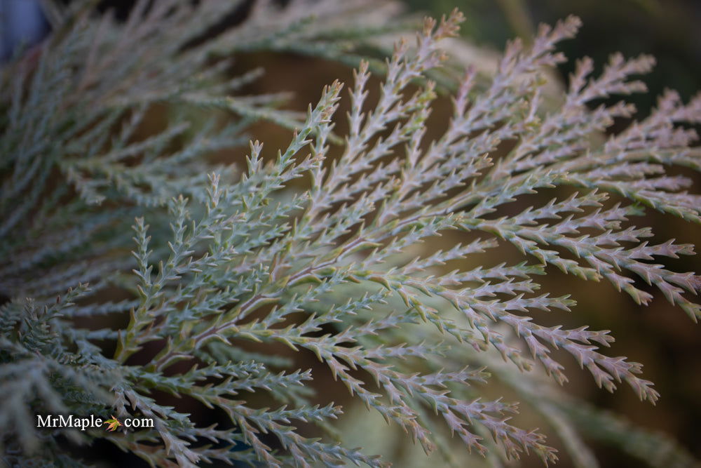 Buy Chamaecyparis lawsoniana 'Snow Queen' Lawson Cypress — Mr Maple ...