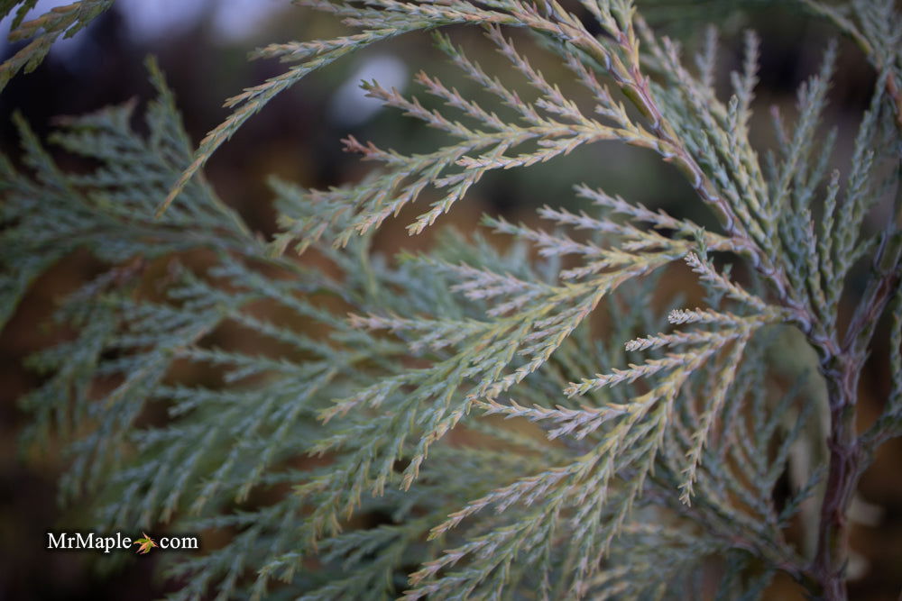 Buy Chamaecyparis lawsoniana 'Snow Queen' Lawson Cypress — Mr Maple ...