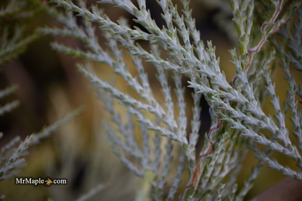 Buy Chamaecyparis lawsoniana 'Snow Queen' Lawson Cypress — Mr Maple ...