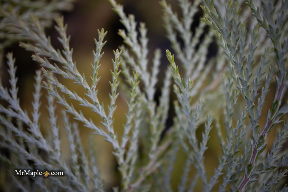 Buy Chamaecyparis lawsoniana 'Snow Queen' Lawson Cypress — Mr Maple ...