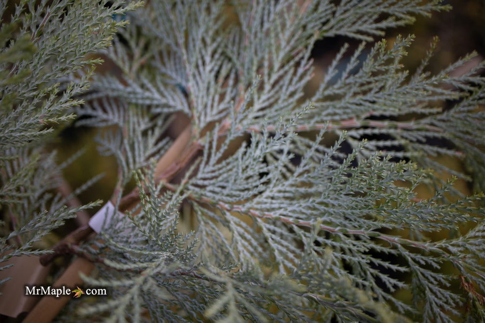 Buy Chamaecyparis lawsoniana 'Snow Queen' Lawson Cypress — Mr Maple ...