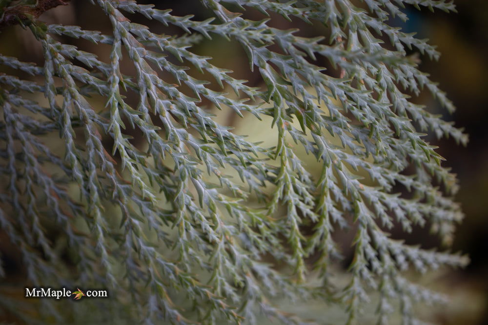 Buy Chamaecyparis lawsoniana 'Snow Queen' Lawson Cypress — Mr Maple ...