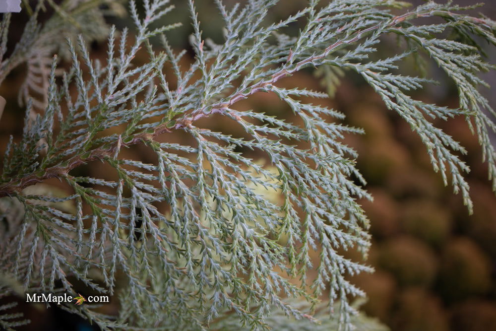 Buy Chamaecyparis lawsoniana 'Snow Queen' Lawson Cypress — Mr Maple ...