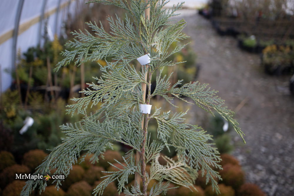Buy Chamaecyparis lawsoniana 'Snow Queen' Lawson Cypress — Mr Maple ...