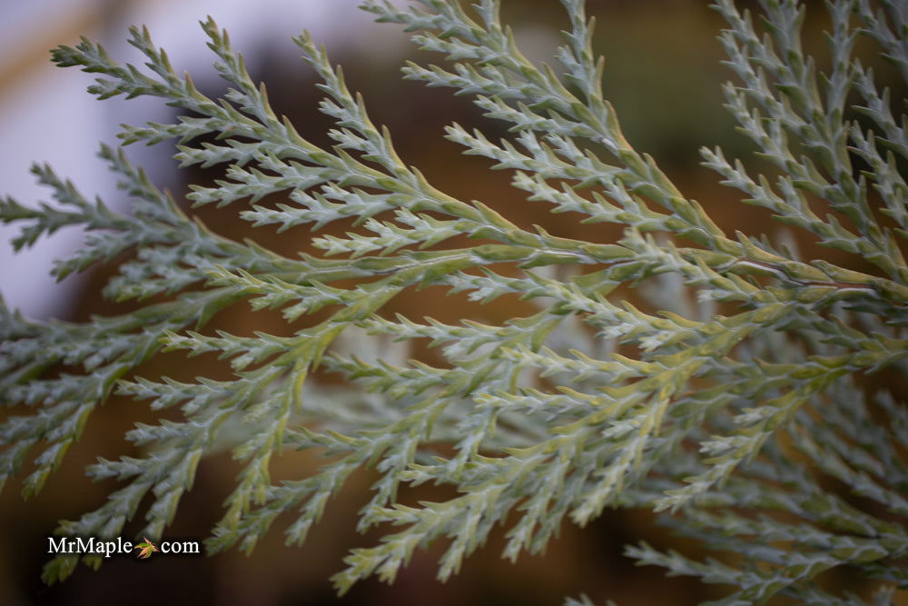 Buy Chamaecyparis lawsoniana 'Snow Queen' Lawson Cypress — Mr Maple ...