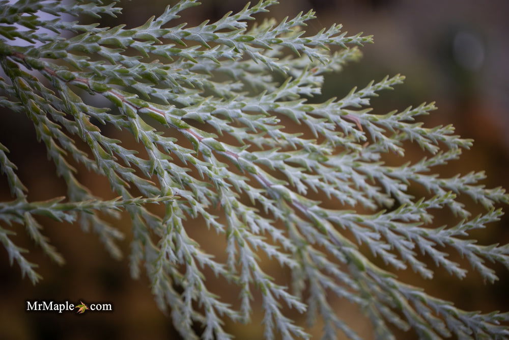 Buy Chamaecyparis lawsoniana 'Snow Queen' Lawson Cypress — Mr Maple ...