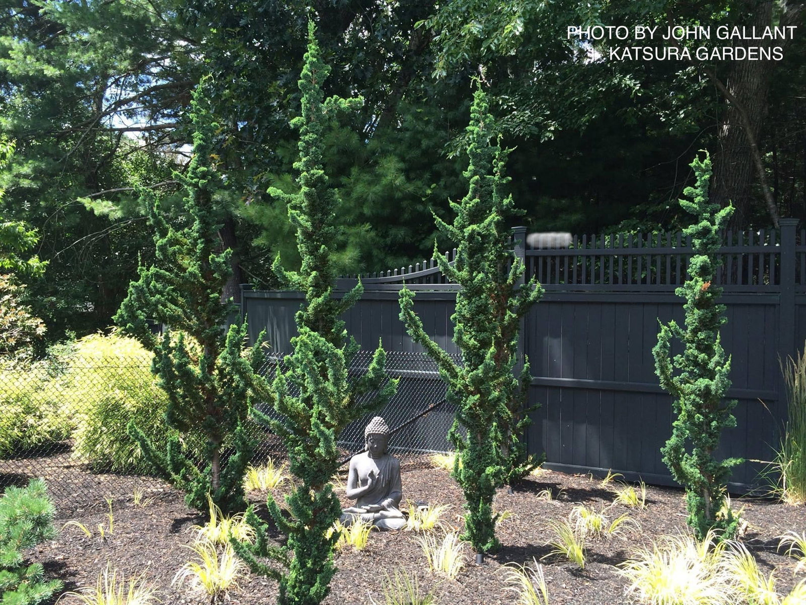 Buy Japanese Maples - MrMaple — Mr Maple │ Buy Japanese Maple Trees