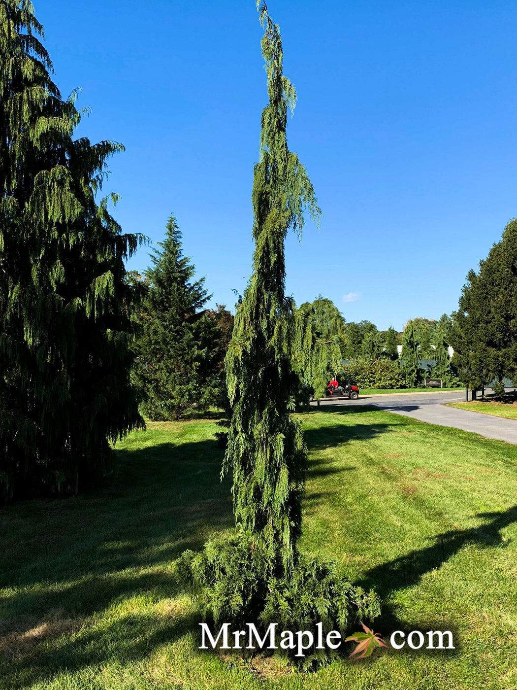 Buy Chamaecyparis nootkatenss 'Green arrow' Narrow Weeping Alaskan ...