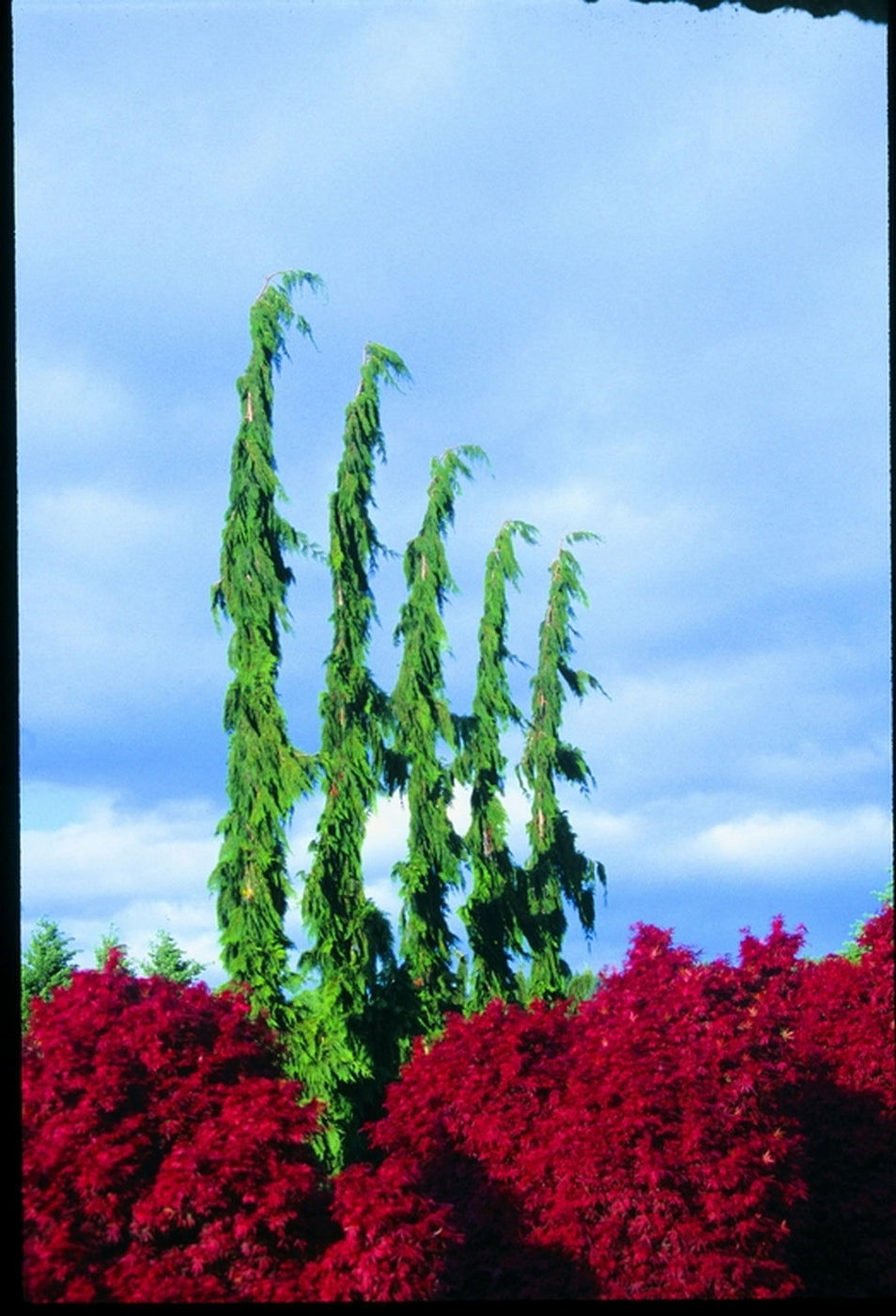 Buy Chamaecyparis nootkatenss 'Green arrow' Narrow Weeping Alaskan ...