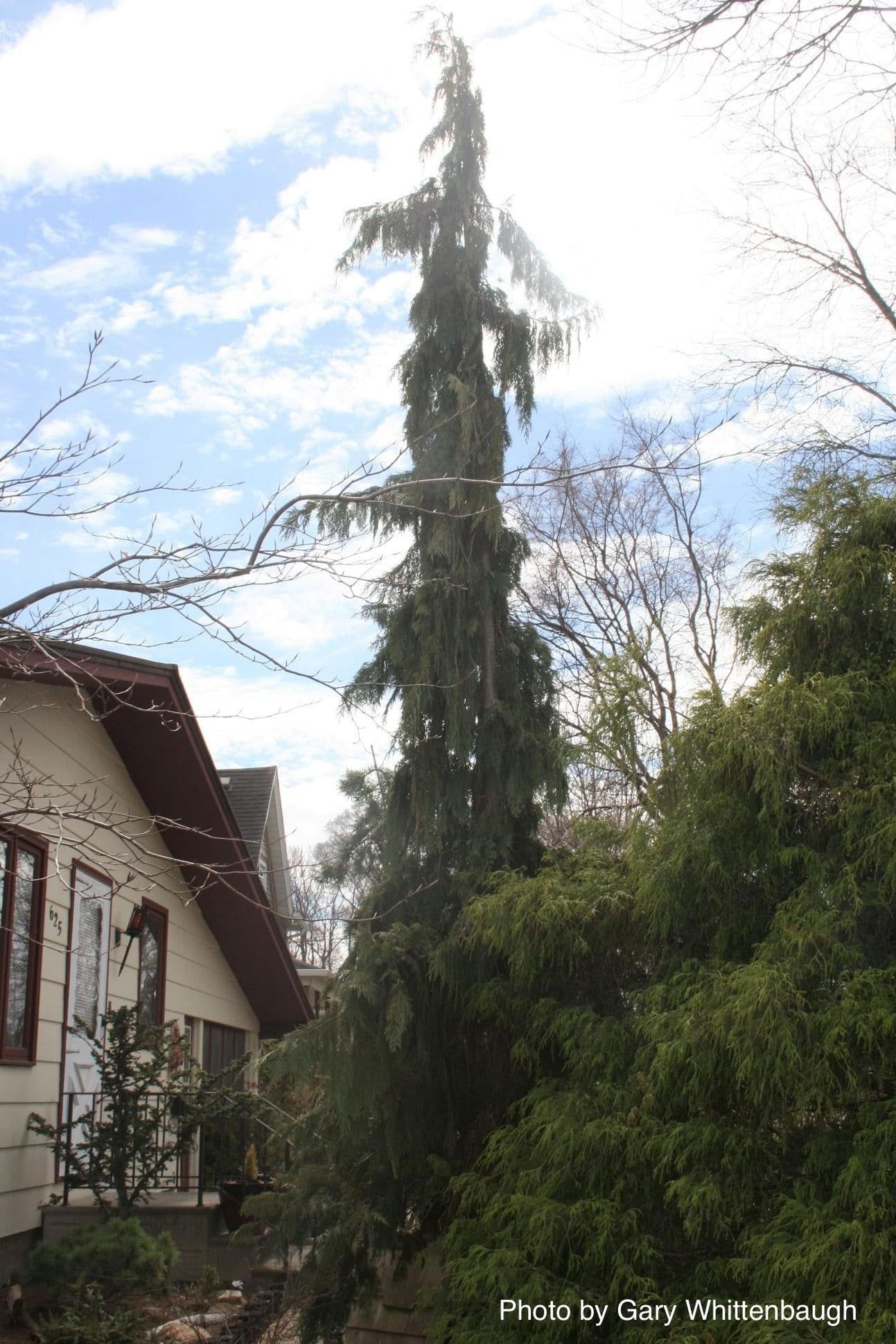 Buy Chamaecyparis nootkatenss 'Green arrow' Narrow Weeping Alaskan ...