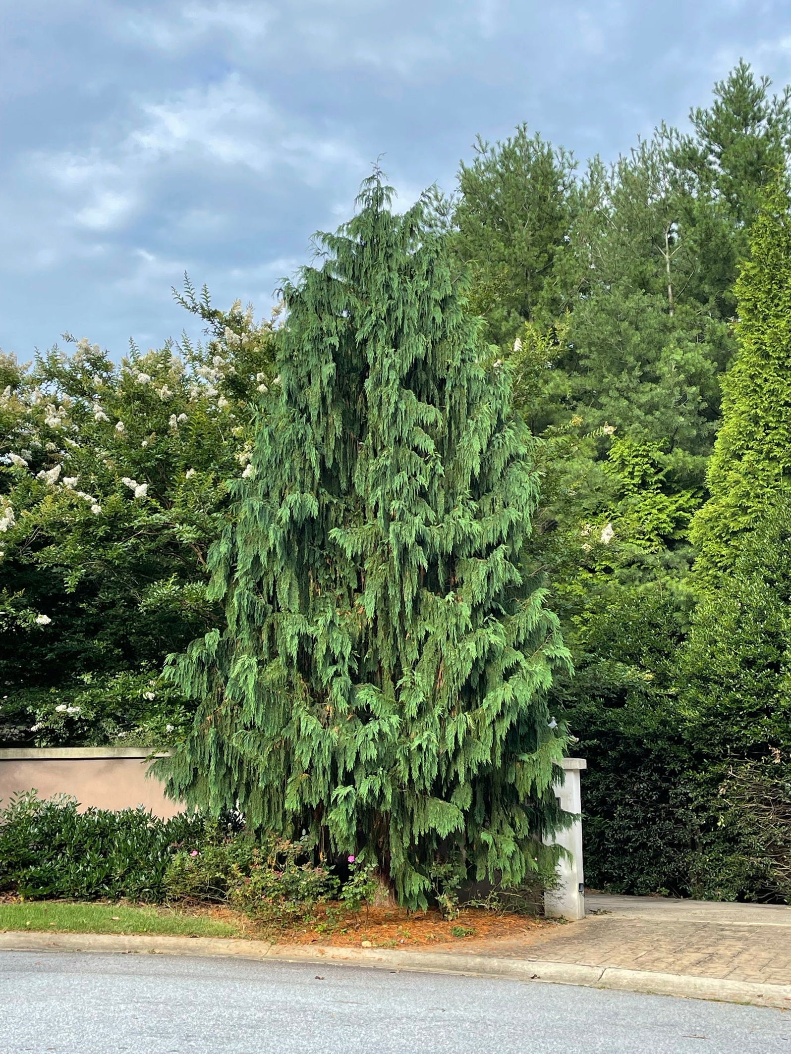 Buy Chamaecyparis nootkatenss 'Glauca Pendula' Weeping Alaskan Cedar ...