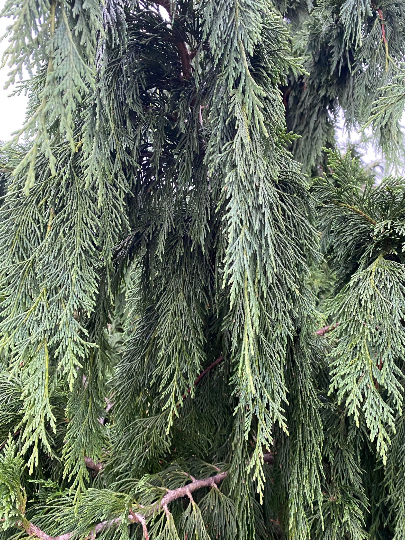 Buy Chamaecyparis nootkatenss 'Glauca Pendula' Weeping Alaskan Cedar ...