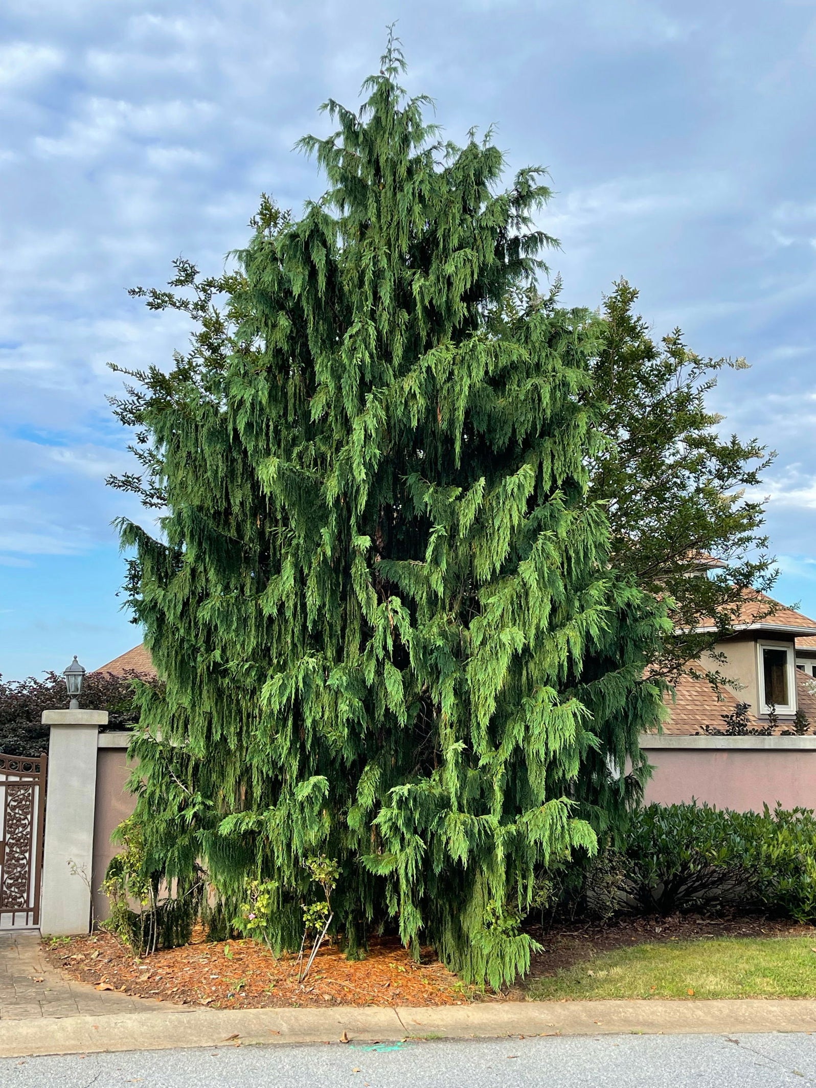 Buy Chamaecyparis nootkatenss 'Glauca Pendula' Weeping Alaskan Cedar ...