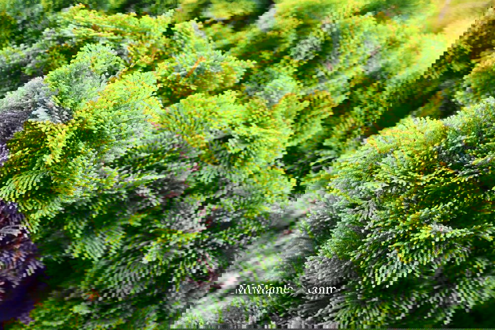 Buy Chamaecyparis obtusa 'Aurora' Aurora Hinoki Cypress — Mr Maple │ Buy Japanese Maple Trees