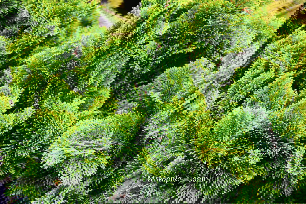 Buy Chamaecyparis obtusa 'Aurora' Aurora Hinoki Cypress — Mr Maple │ Buy Japanese Maple Trees