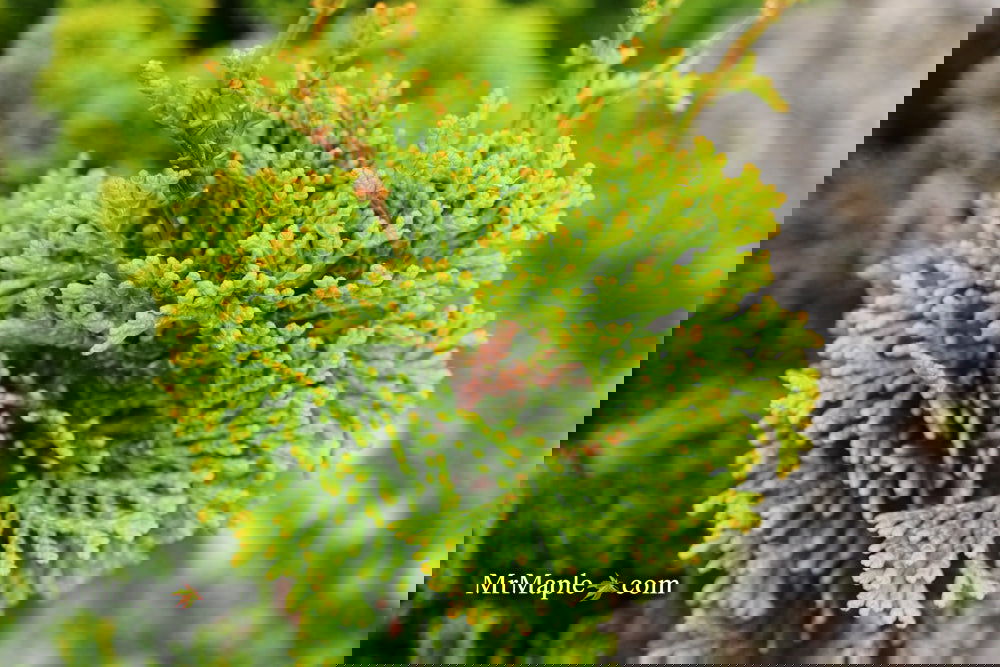 Buy Chamaecyparis obtusa 'Aurora' Aurora Hinoki Cypress — Mr Maple │ Buy Japanese Maple Trees