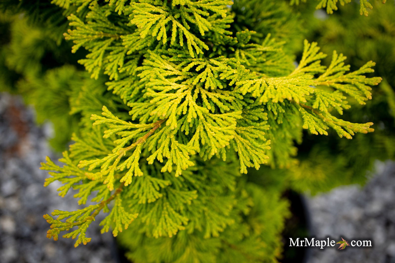 Buy Chamaecyparis obtusa 'Golden Fern' Dwarf Golden Hinoki Cypress — Mr ...