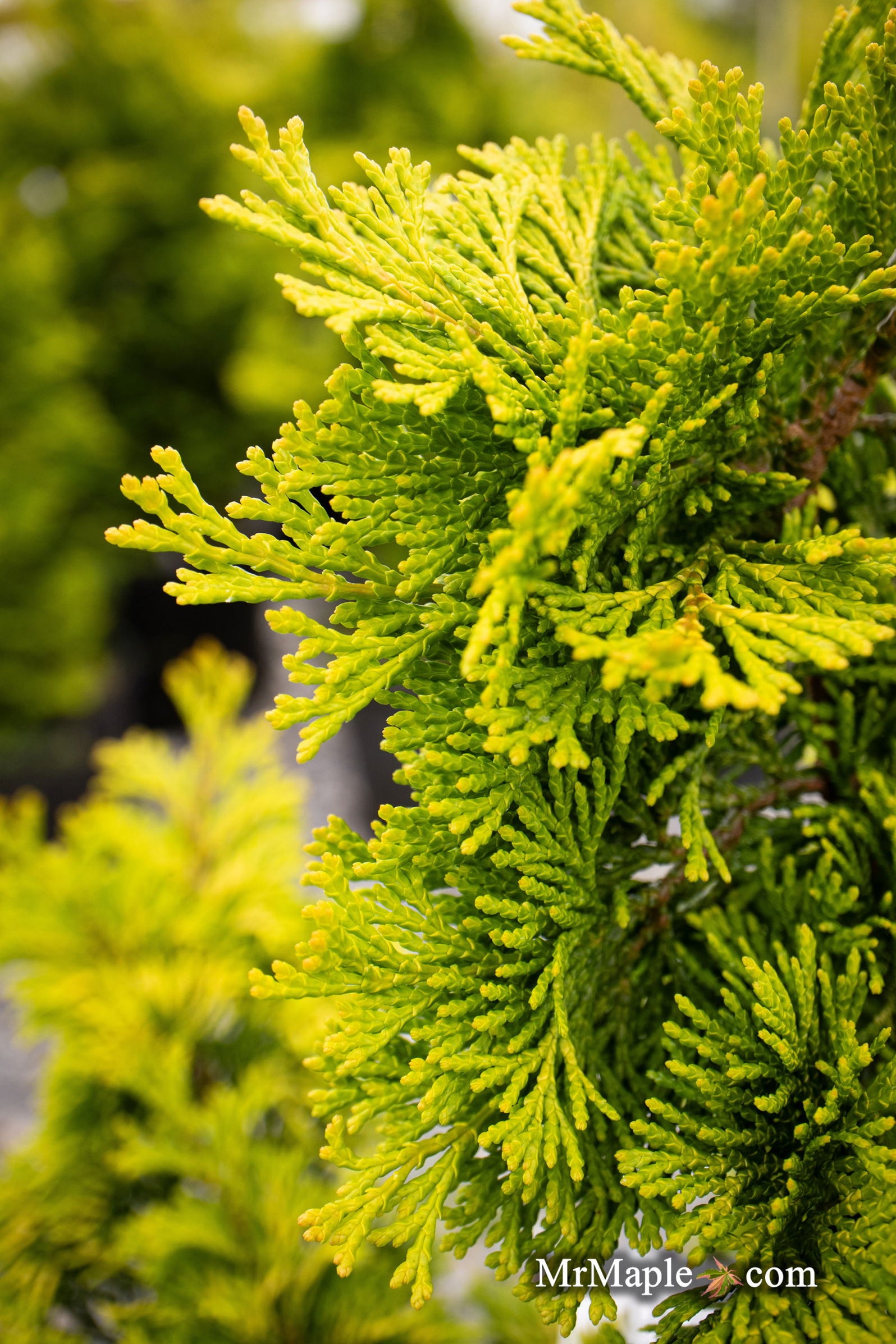 Buy Chamaecyparis obtusa 'Golden Fern' Dwarf Golden Hinoki Cypress — Mr ...