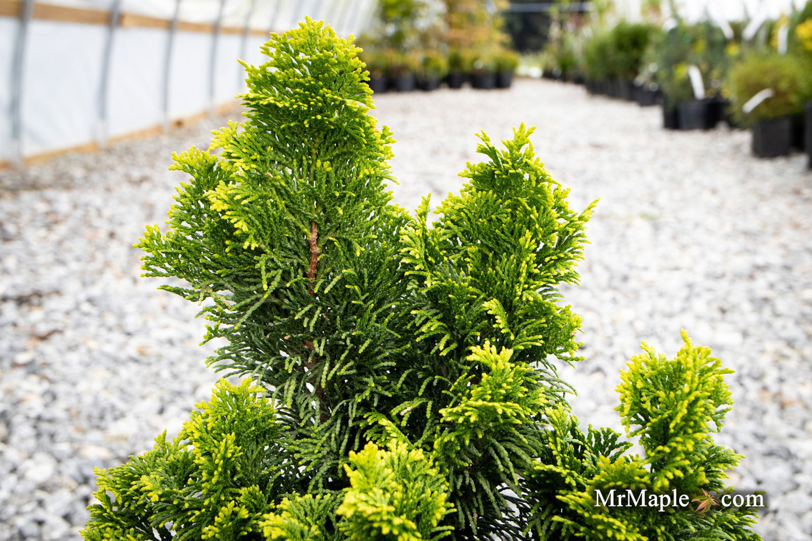Buy Chamaecyparis obtusa 'Nana lutea' Dwarf Hinoki Cypress — Mr Maple ...
