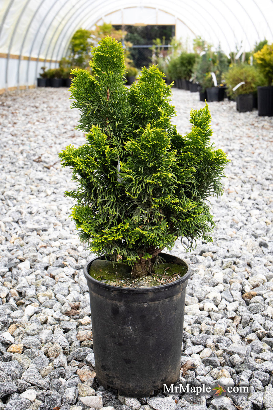 Buy Chamaecyparis obtusa 'Nana lutea' Dwarf Hinoki Cypress — Mr Maple ...