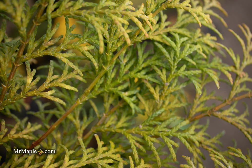 Chamaecyparis obtusa 'Night Light' Dwarf Hinoki Cypress — Mr Maple ...