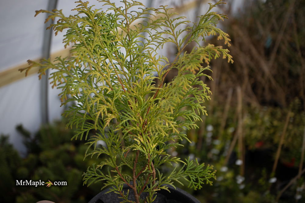 Chamaecyparis obtusa 'Night Light' Dwarf Hinoki Cypress — Mr Maple ...