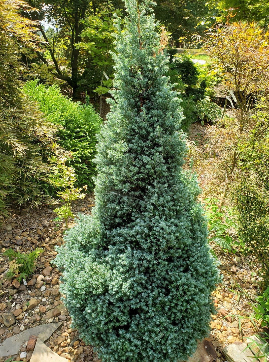 Buy Chamaecyparis pisifera 'Baby Blue Ice' Dwarf Sawahara Cypress — Mr ...