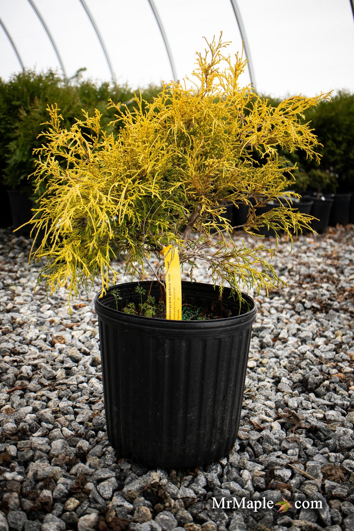 Buy Chamaecyparis pisifera 'Gold Thread' Yellow Cypress — Mr Maple ...