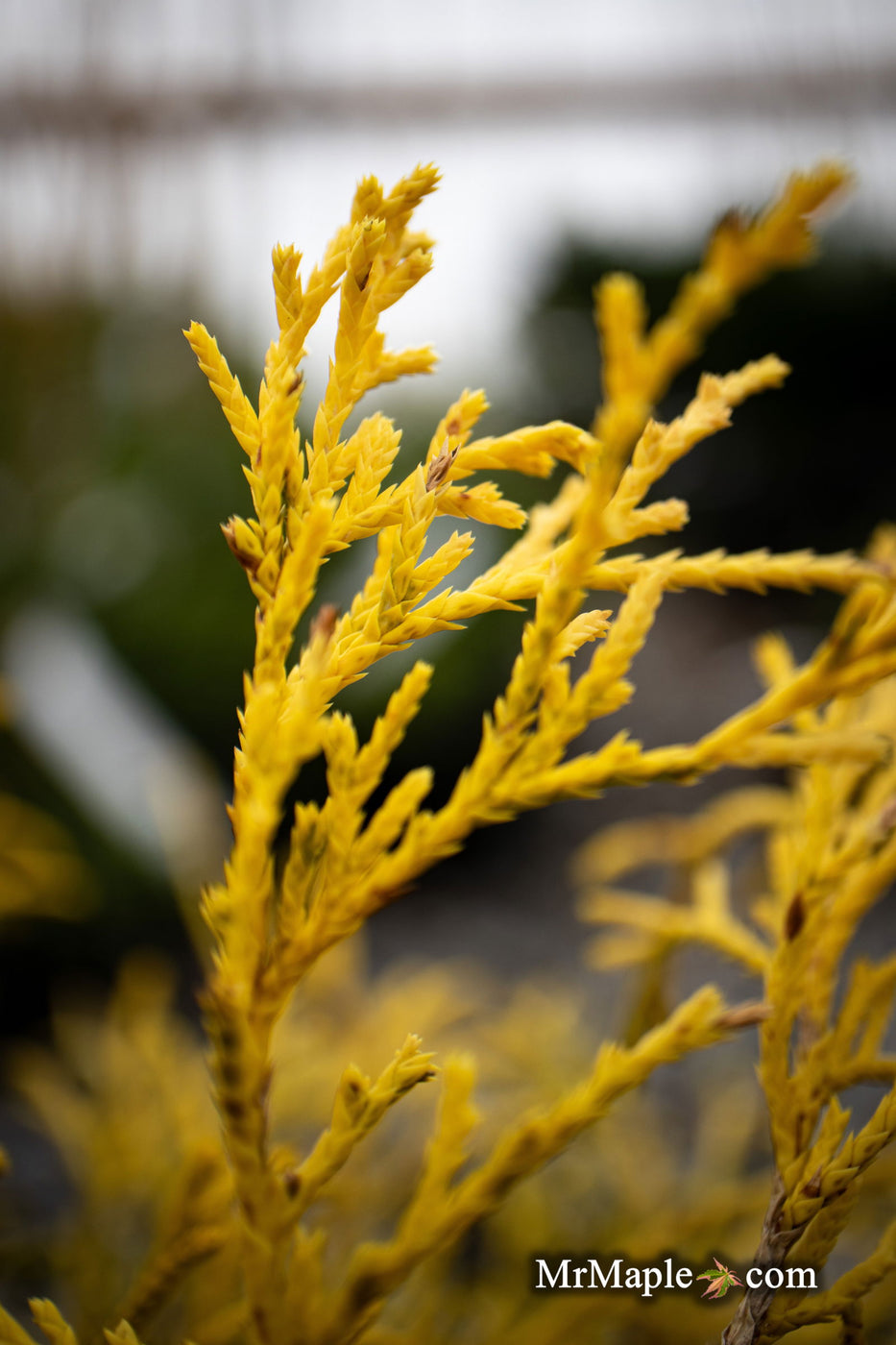 Buy Chamaecyparis pisifera 'Gold Thread' Yellow Cypress — Mr Maple ...