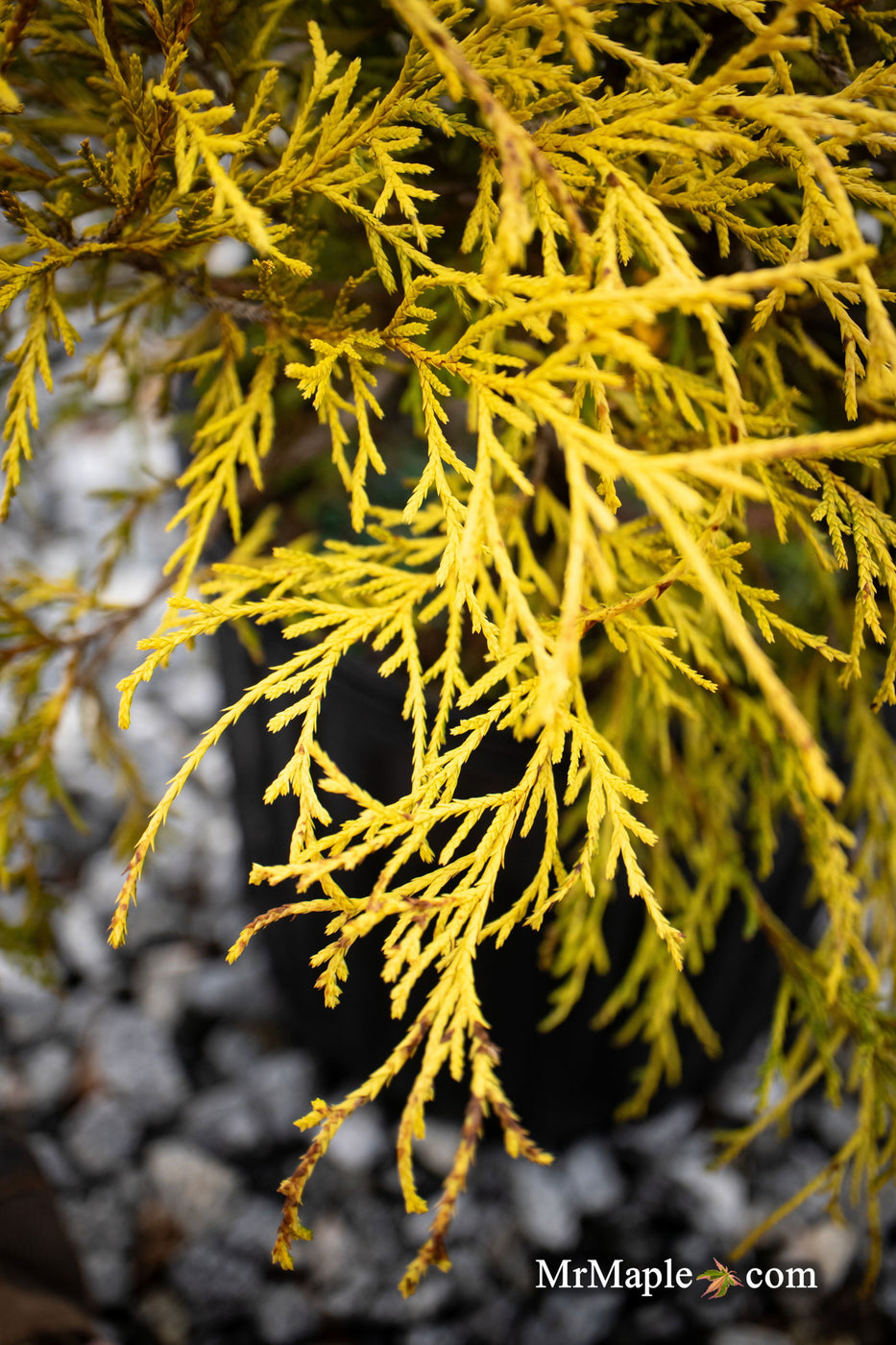 Buy Chamaecyparis pisifera 'Gold Thread' Yellow Cypress — Mr Maple ...