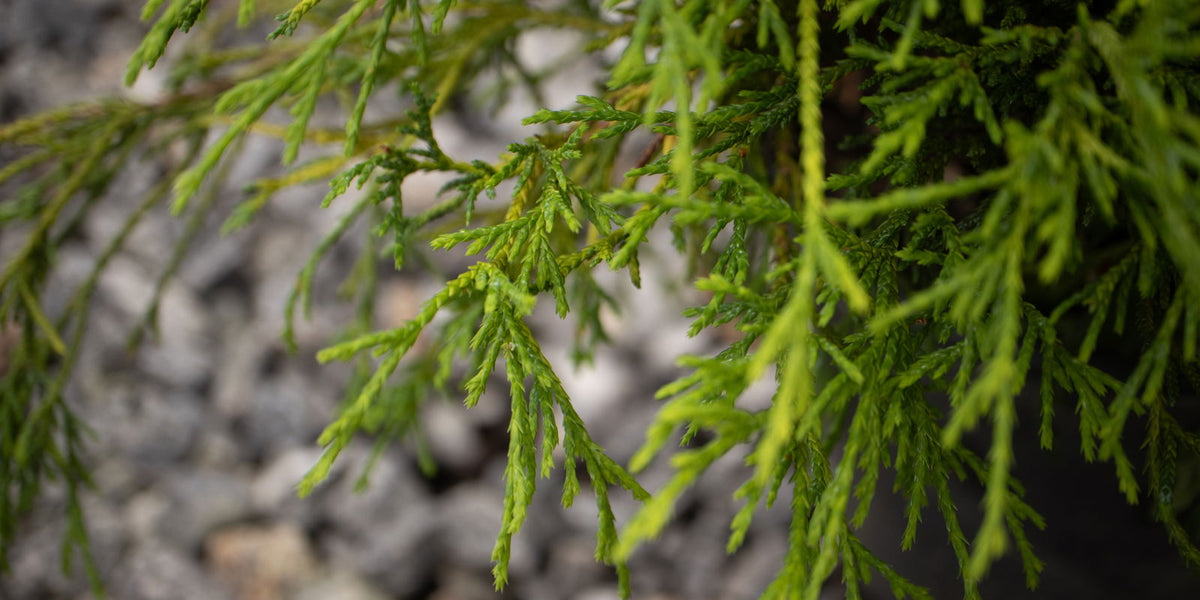 Buy Chamaecyparis pisifera 'Sungold' — Mr Maple │ Buy Japanese Maple Trees