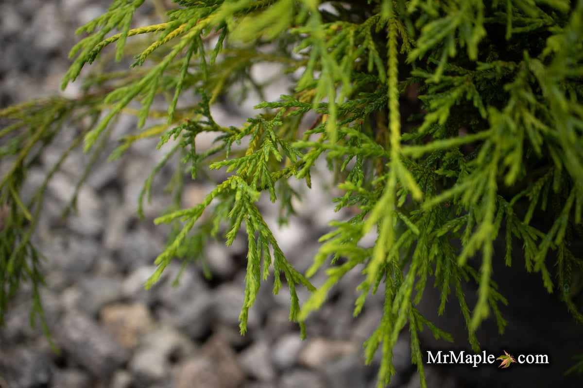 Buy Chamaecyparis pisifera 'Sungold' — Mr Maple │ Buy Japanese Maple Trees