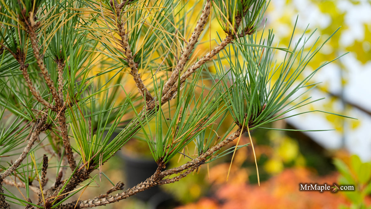 Buy Pinus nigra 'Chinto' Austrian Black Pine Tree — Mr Maple │ Buy ...