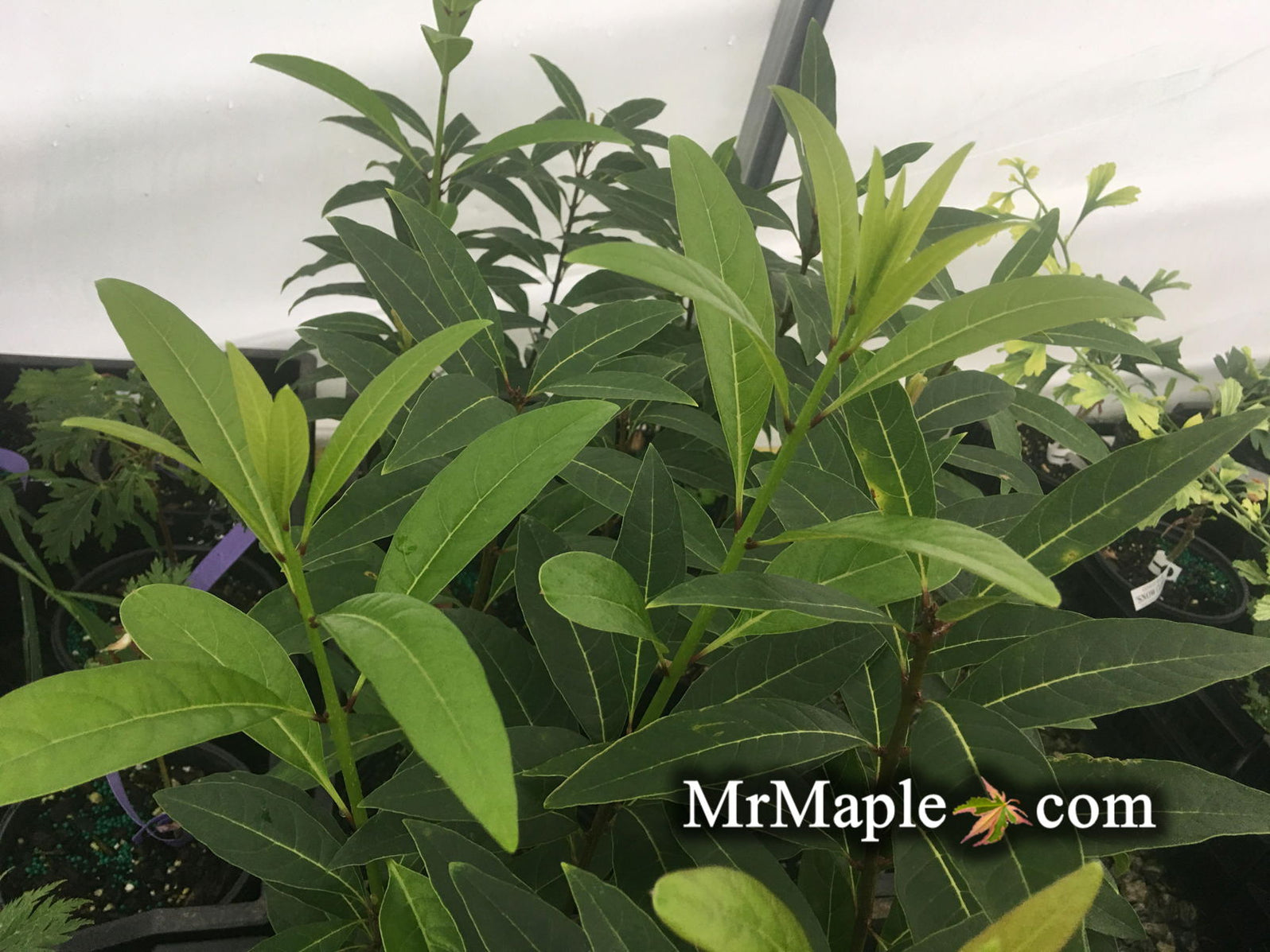 Buy Chionanthus pygmaeus 'Pygmy Fringetree' Dwarf Fringe Tree — Mr ...