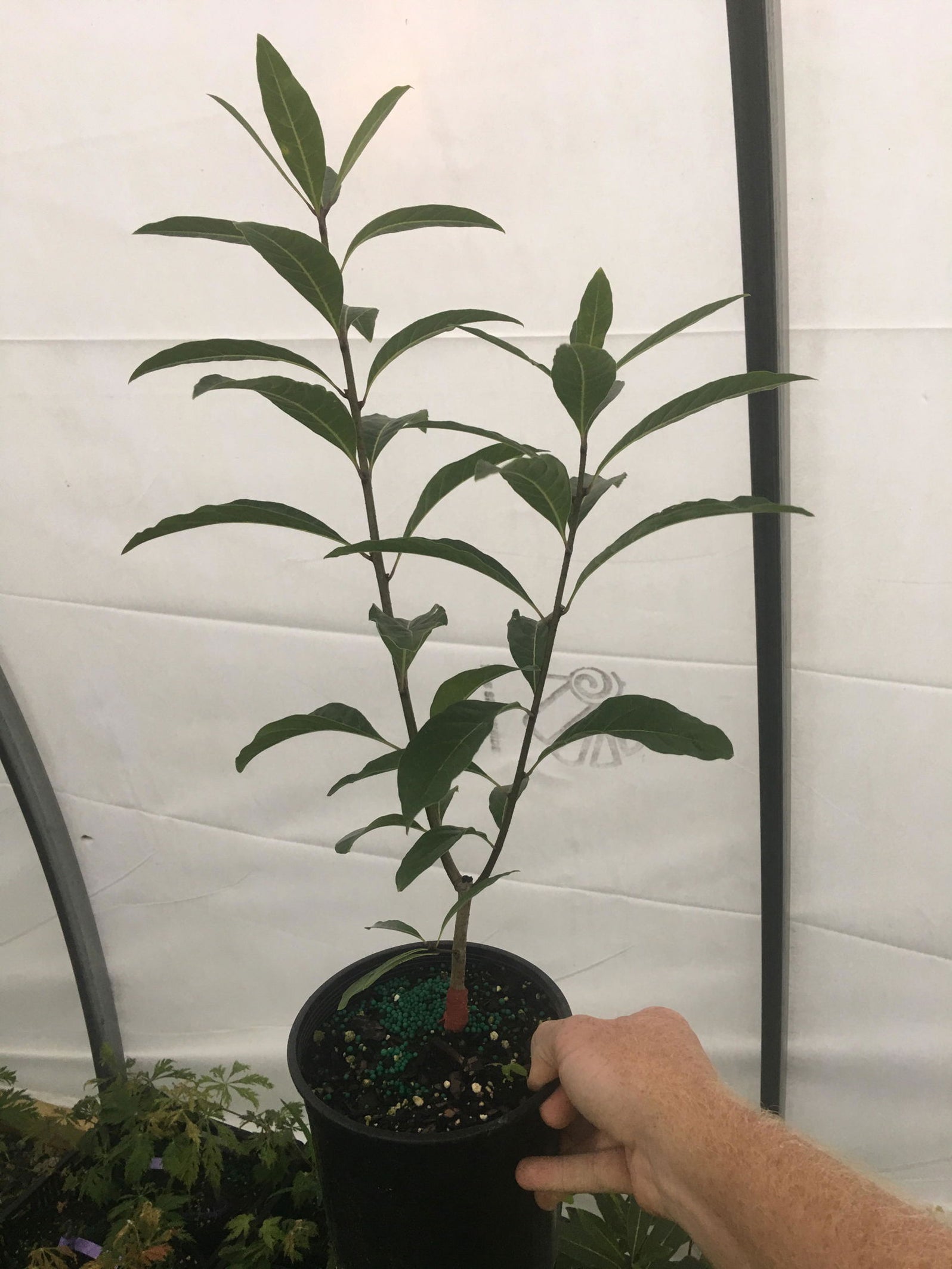 Buy Chionanthus pygmaeus 'Pygmy Fringetree' Dwarf Fringe Tree — Mr ...