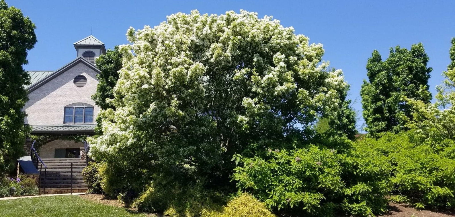 Buy Chionanthus retusus 'China Snow' Flowering Chinese Fringe Tree — Mr ...