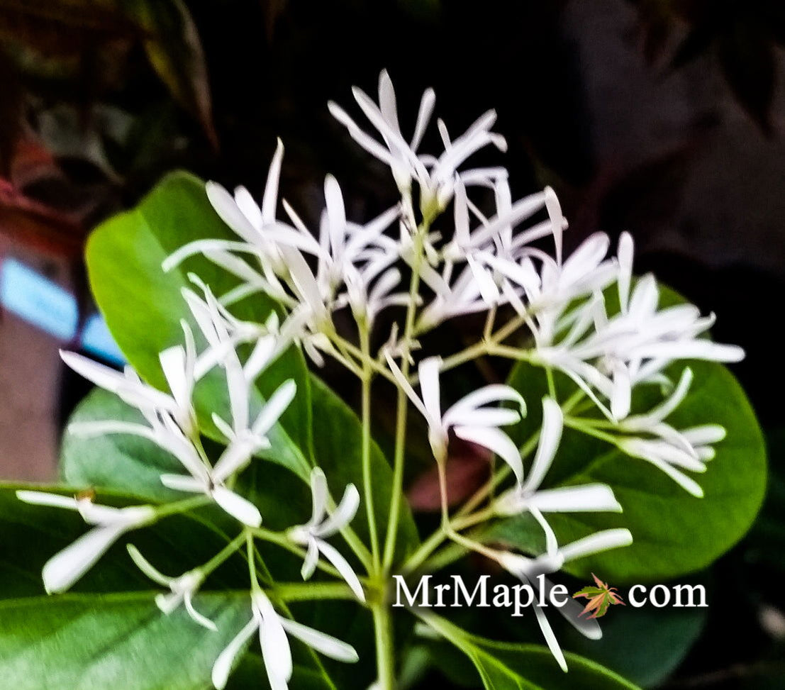 Buy Chionanthus retusus 'Norfolk Weeper' Weeping Chinese Fringe Tree ...