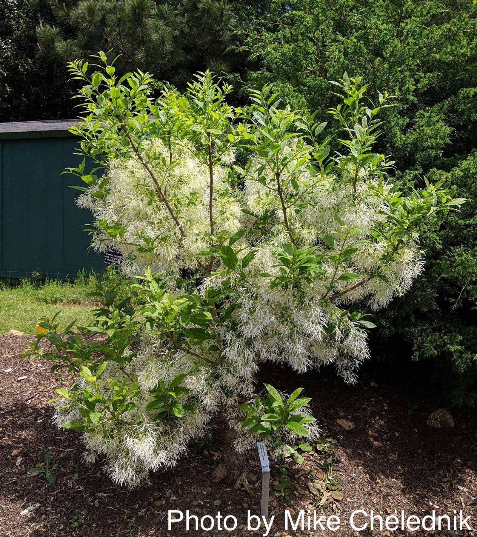 Buy Chionanthus virginicus 'Emerald Knight' Native Fringe Tree — Mr ...