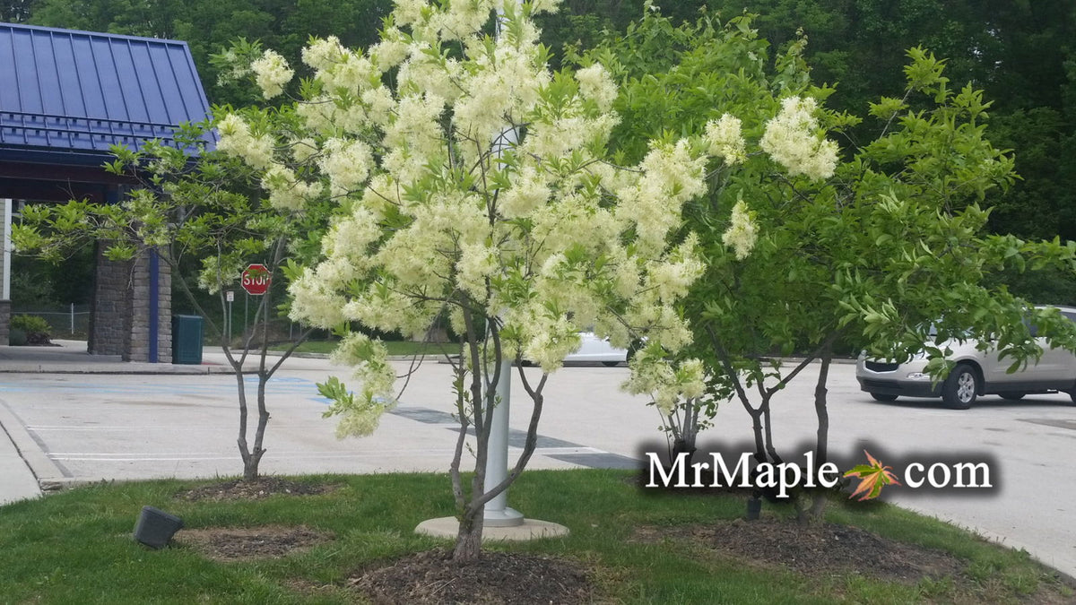Buy Chionanthus virginicus "Grancy Greybeard" Native White Fringe Tree ...