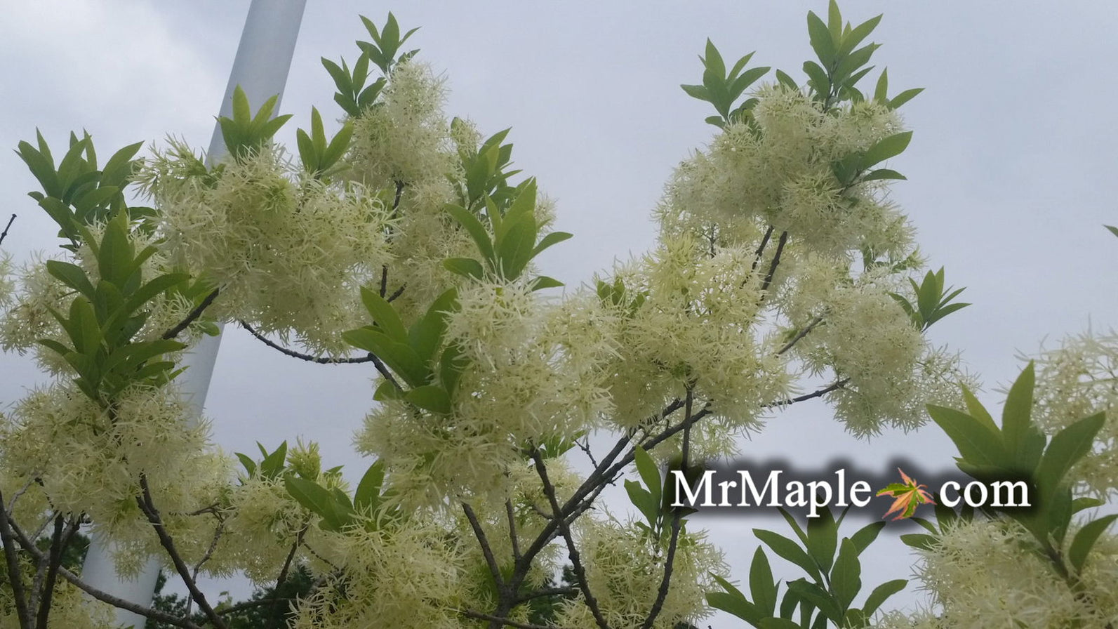 Buy Chionanthus virginicus "Grancy Greybeard" Native White Fringe Tree ...