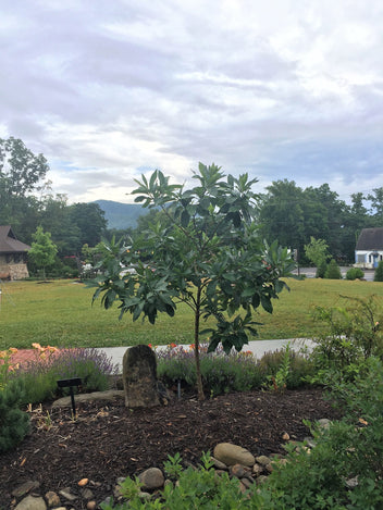 Buy Chionanthus virginicus "Grancy Greybeard" Native White Fringe Tree ...