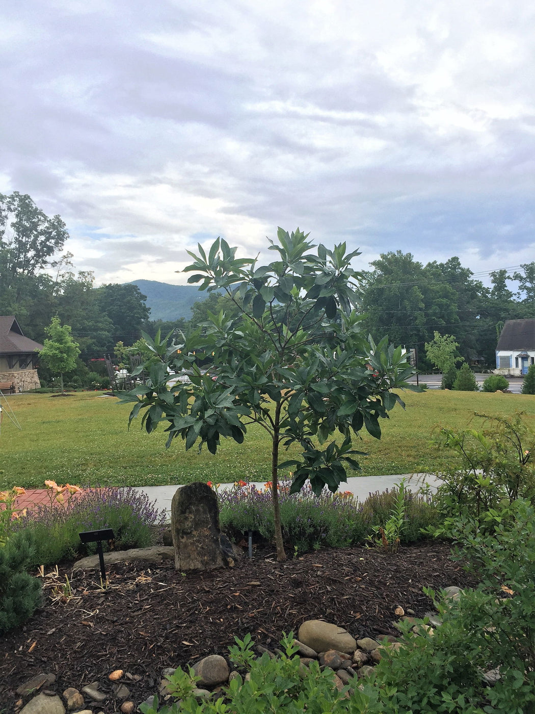 Buy Chionanthus virginicus "Grancy Greybeard" Native White Fringe Tree ...