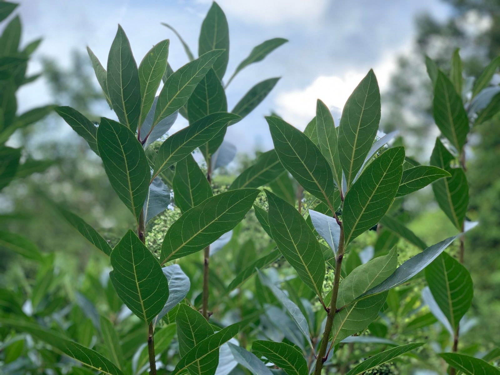 Buy Chionanthus virginicus "Grancy Greybeard" Native White Fringe Tree ...