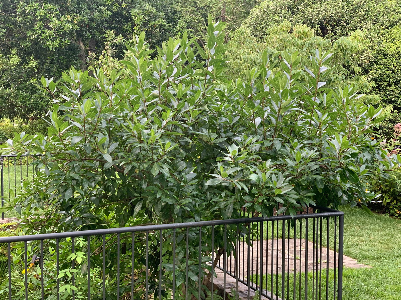 Buy Chionanthus virginicus "Grancy Greybeard" Native White Fringe Tree ...
