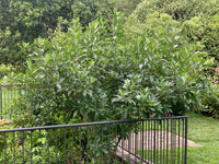 Buy Chionanthus virginicus "Grancy Greybeard" Native White Fringe Tree ...