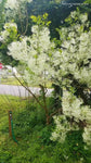 Buy Chionanthus virginicus "Grancy Greybeard" Native White Fringe Tree ...