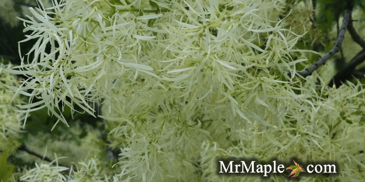 Buy Chionanthus virginicus 'White Knight' Native Fringe Tree — Mr Maple ...