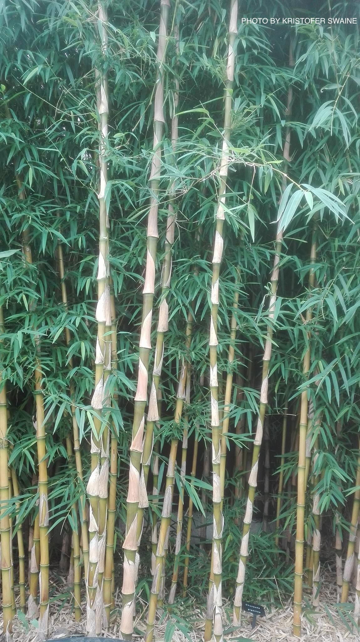Buy Chusquea gigantea Cold Hardy Clumping Bamboo — Mr Maple │ Buy ...